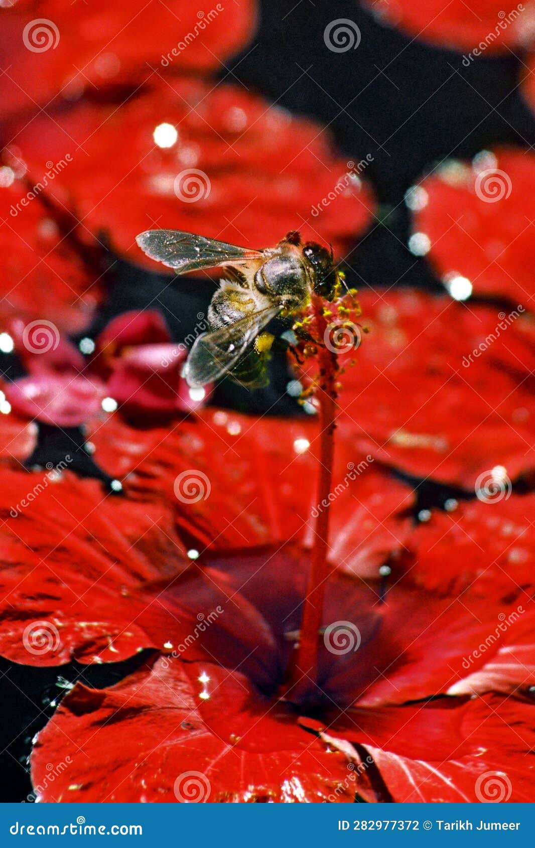 Bee Extracting Pollen from Stigma of Hibiscus Flower Stock Photo ...