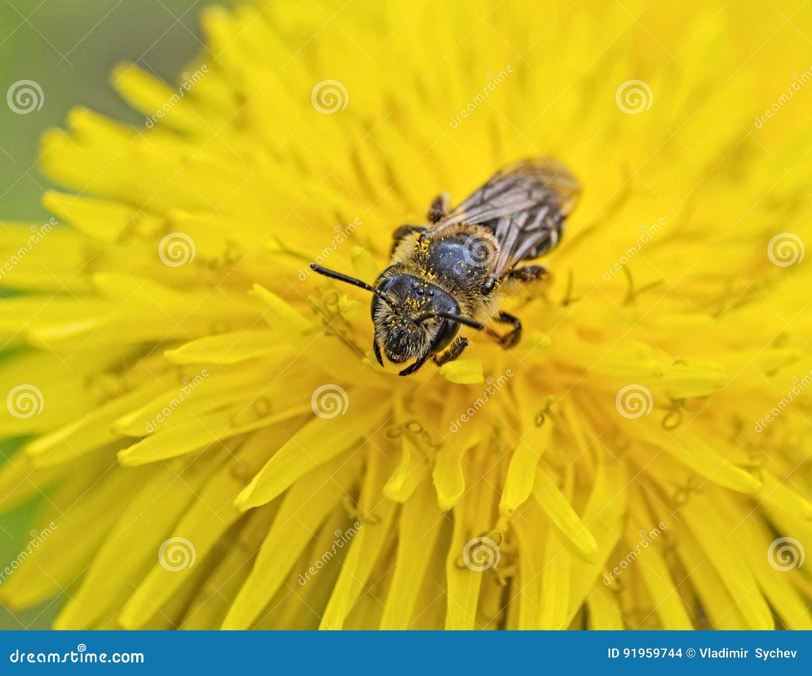 Bee extracts nectar stock vector. Illustration of beautiful - 91959744