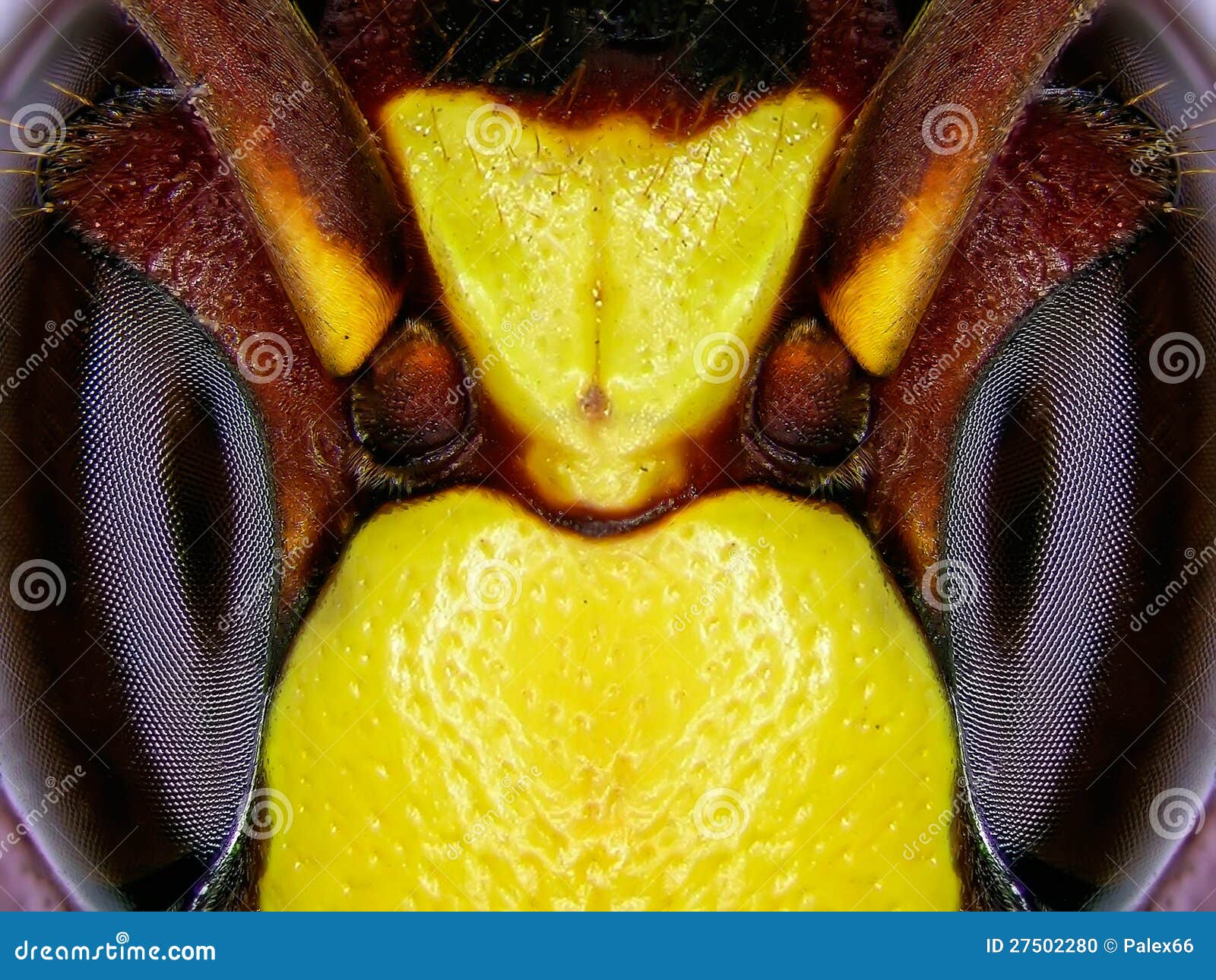 Bee eyes stock photo. Image of antennae, closeup, fauna - 27502280