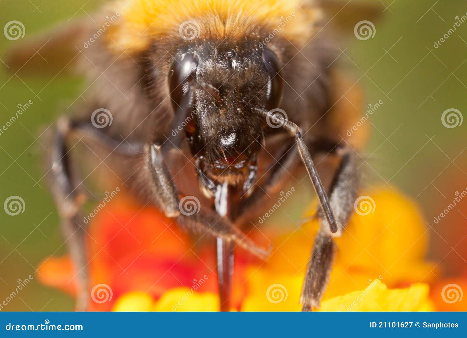 Bee face close up flower stock image. Image of minuscule - 21101627