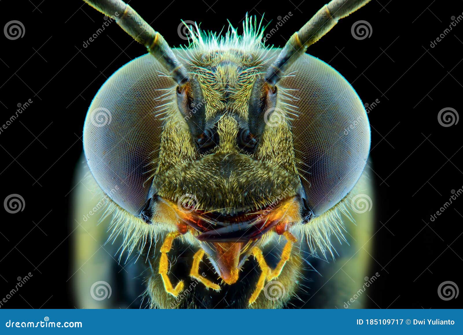 Bee face extreme close up stock image. Image of bumblebee - 185109717
