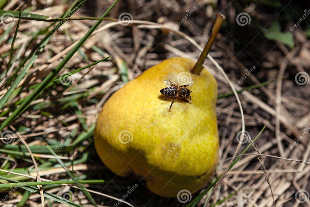 Bee at pear fruit stock photo. Image of healthy, autumn - 251256554
