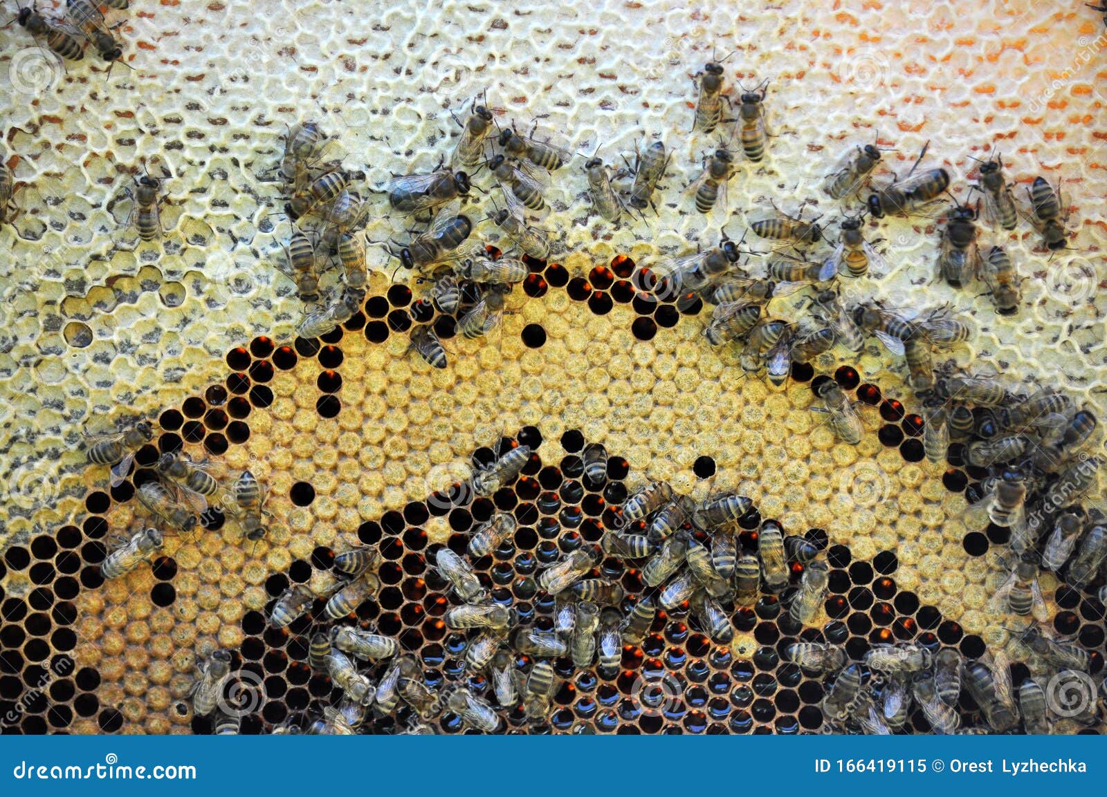 In the Hive, the Bee Family is on the Honeycomb Stock Image - Image of ...