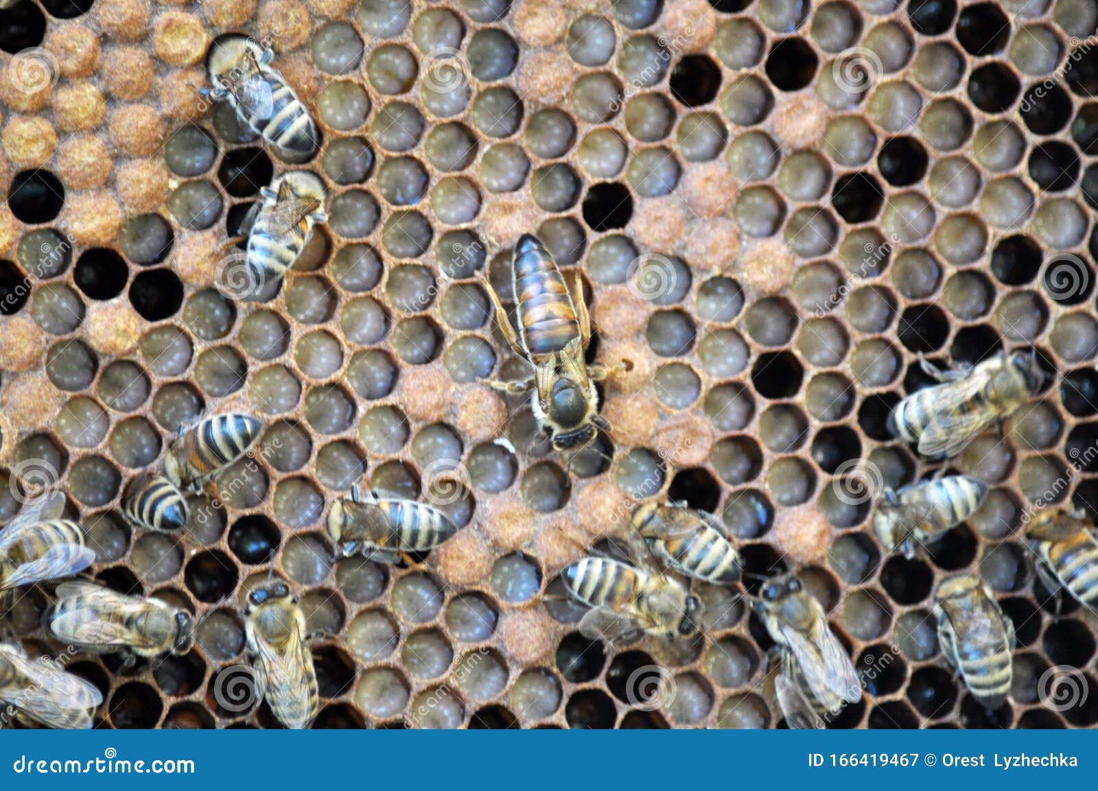 In the Hive, the Bee Family is on the Honeycomb Stock Image - Image of ...