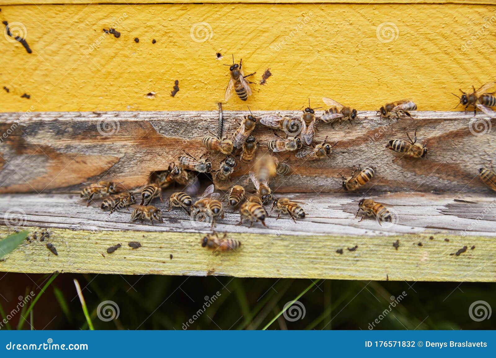 Bee Family on a Wooden Beehive Stock Photo - Image of beekeeping, nest ...