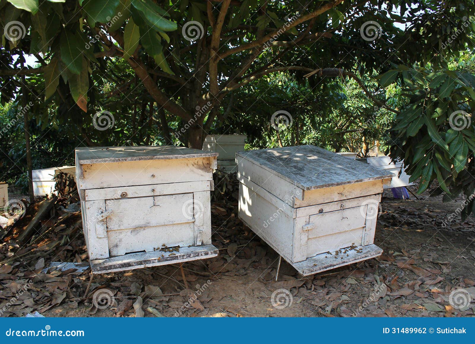 Bee farm stock photo. Image of apiarist, closeup, honey - 31489962