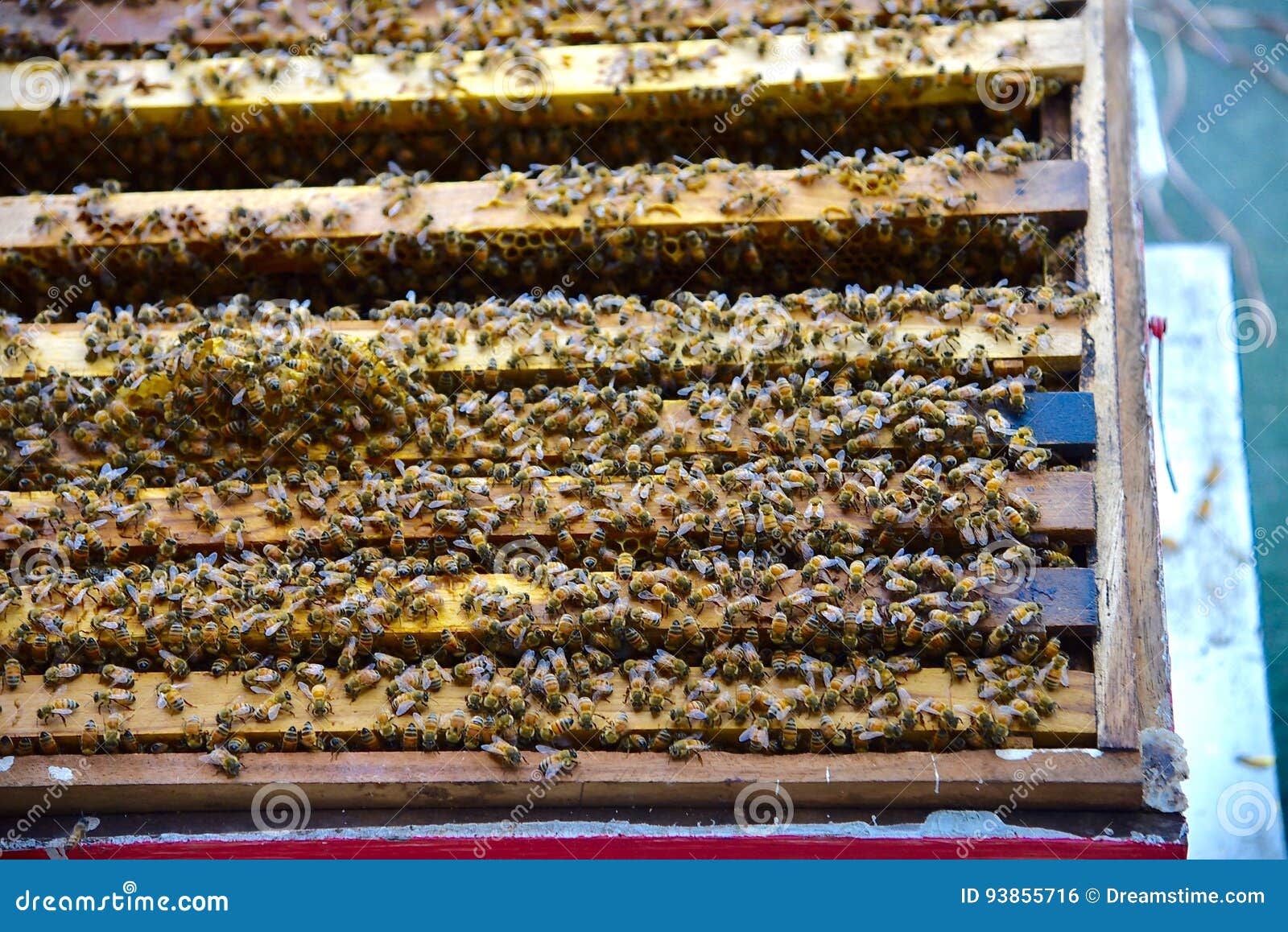 Bee farming stock photo. Image of bees, farming, artificial - 93855716