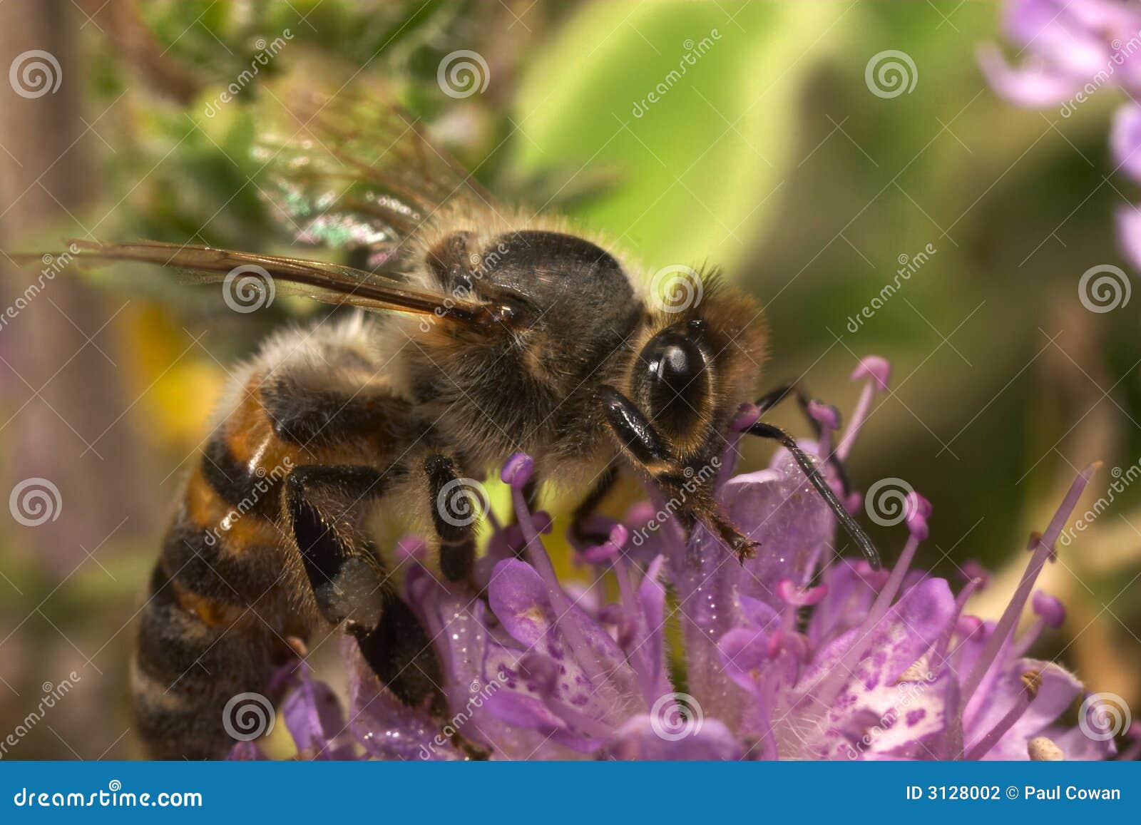 Bee feeding stock photo. Image of honeybee, insect, abdomen - 3128002
