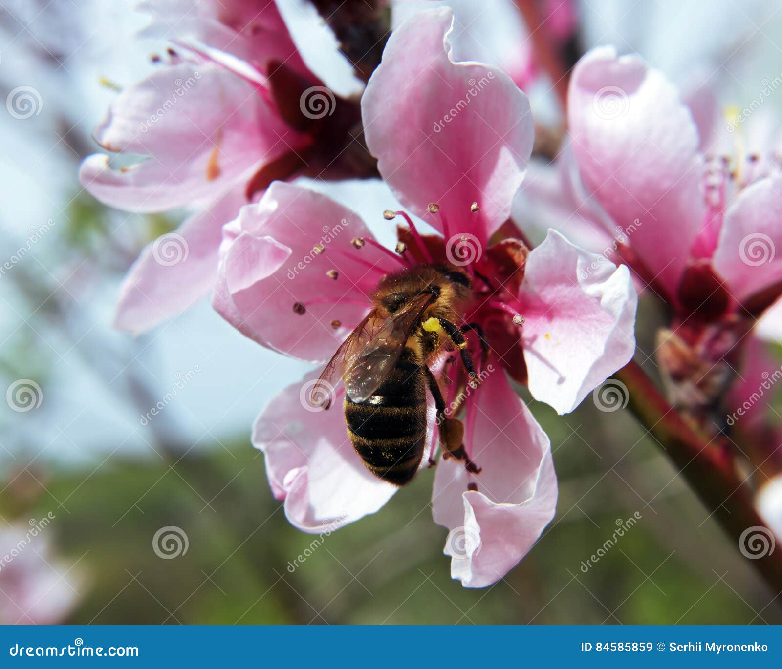 Bee Feeding Drinking Nectar Inside the Pink Flower Stock Image - Image ...