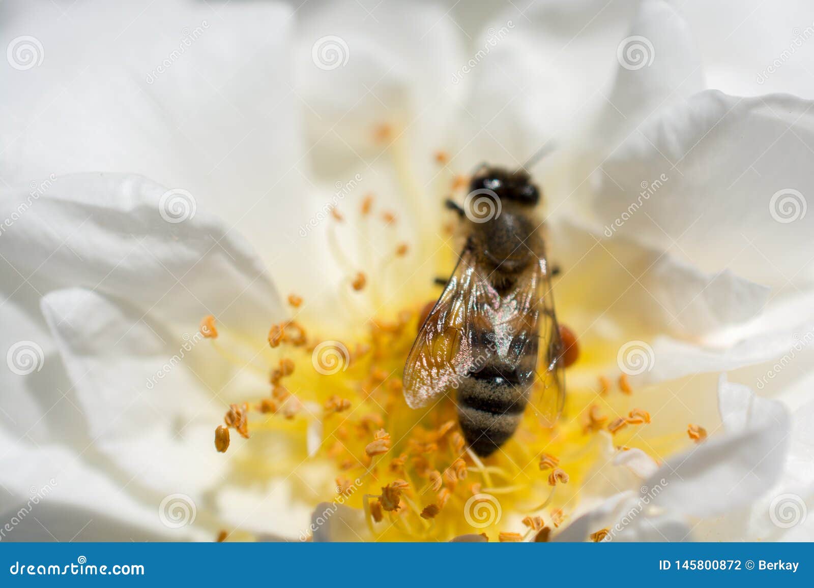 Bee is Feeding on Flower Pollen Stock Photo - Image of summer, pollen ...