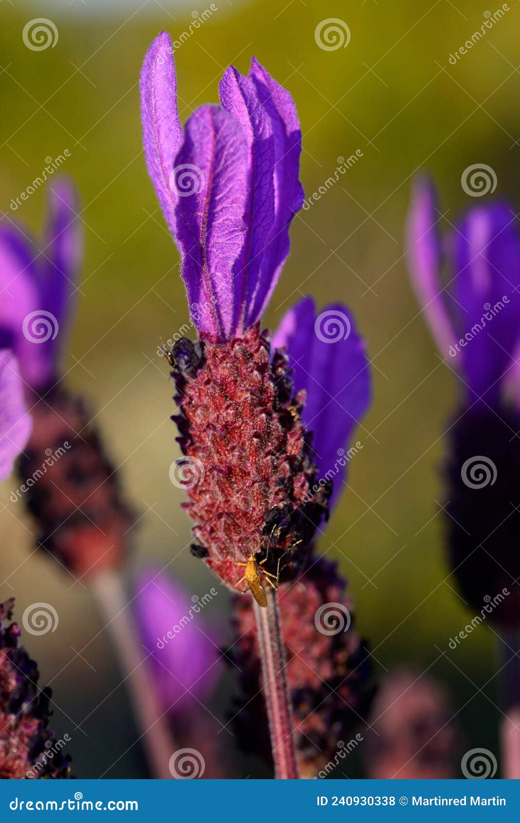 Bee Feeding in Lavender or Lavender, Where they Collect Pollen and ...
