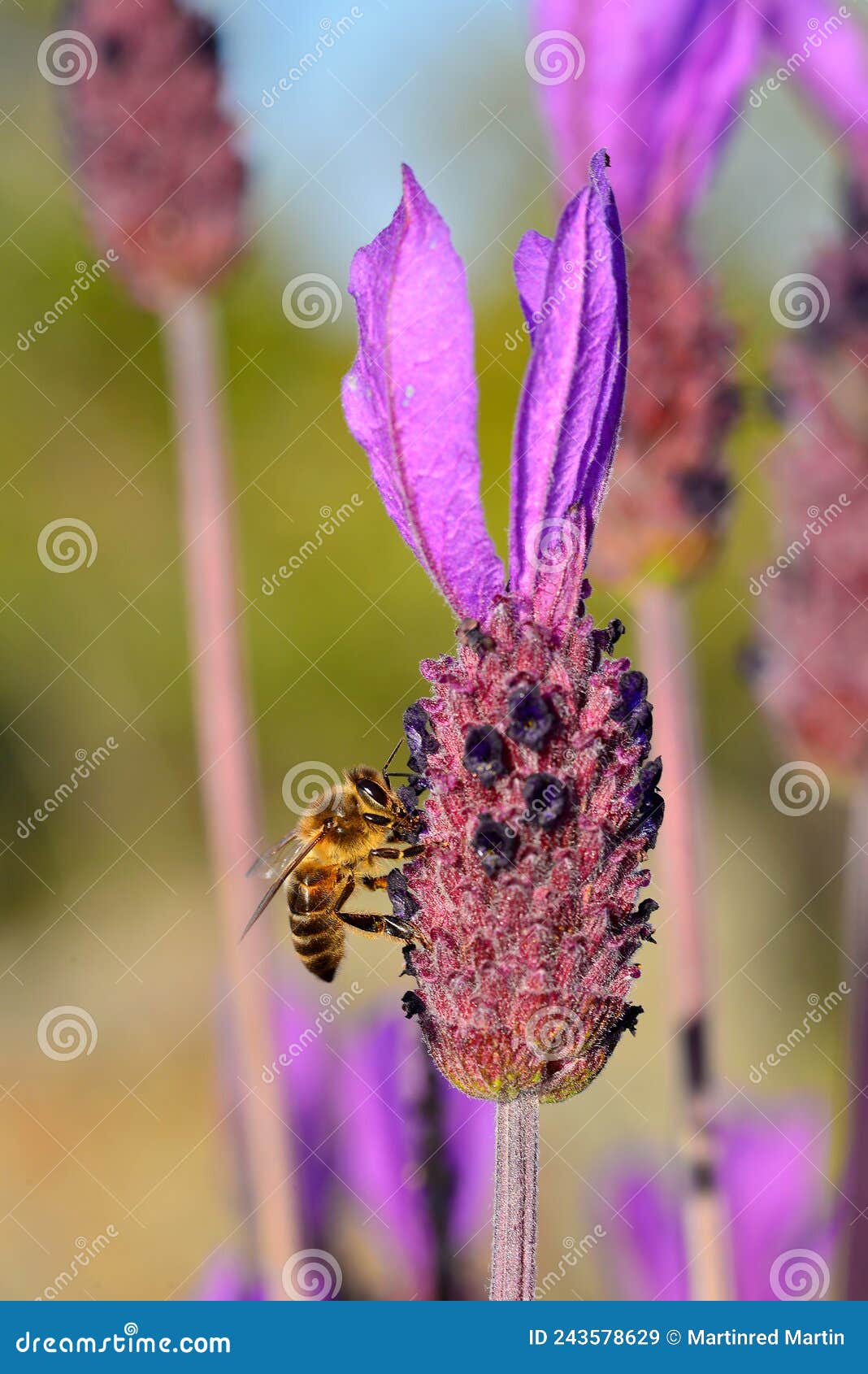 Bee Feeding in Lavender or Lavender, Where they Collect Pollen and ...