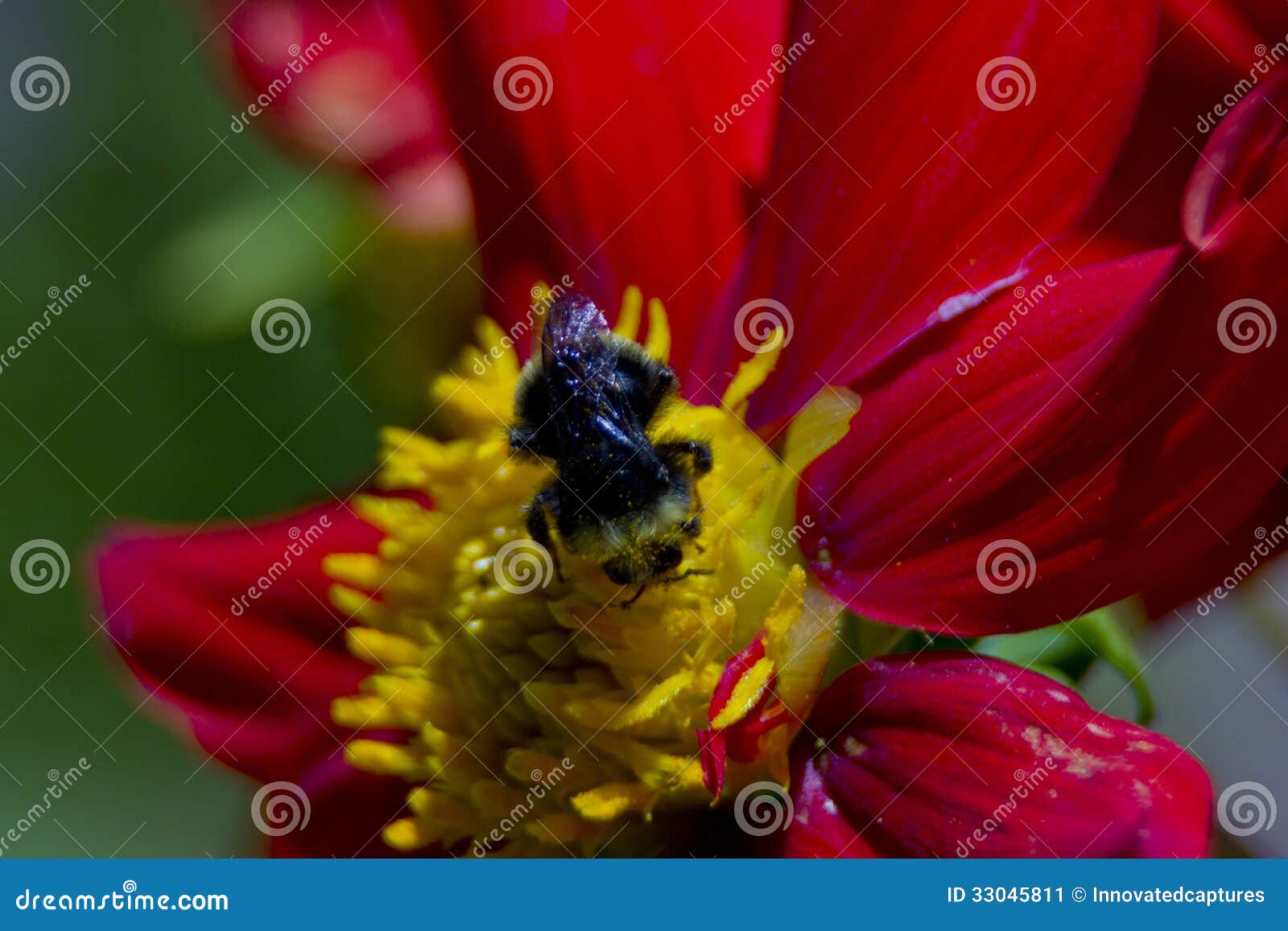 Bee Feeding on Nectar stock image. Image of nectar, macro - 33045811