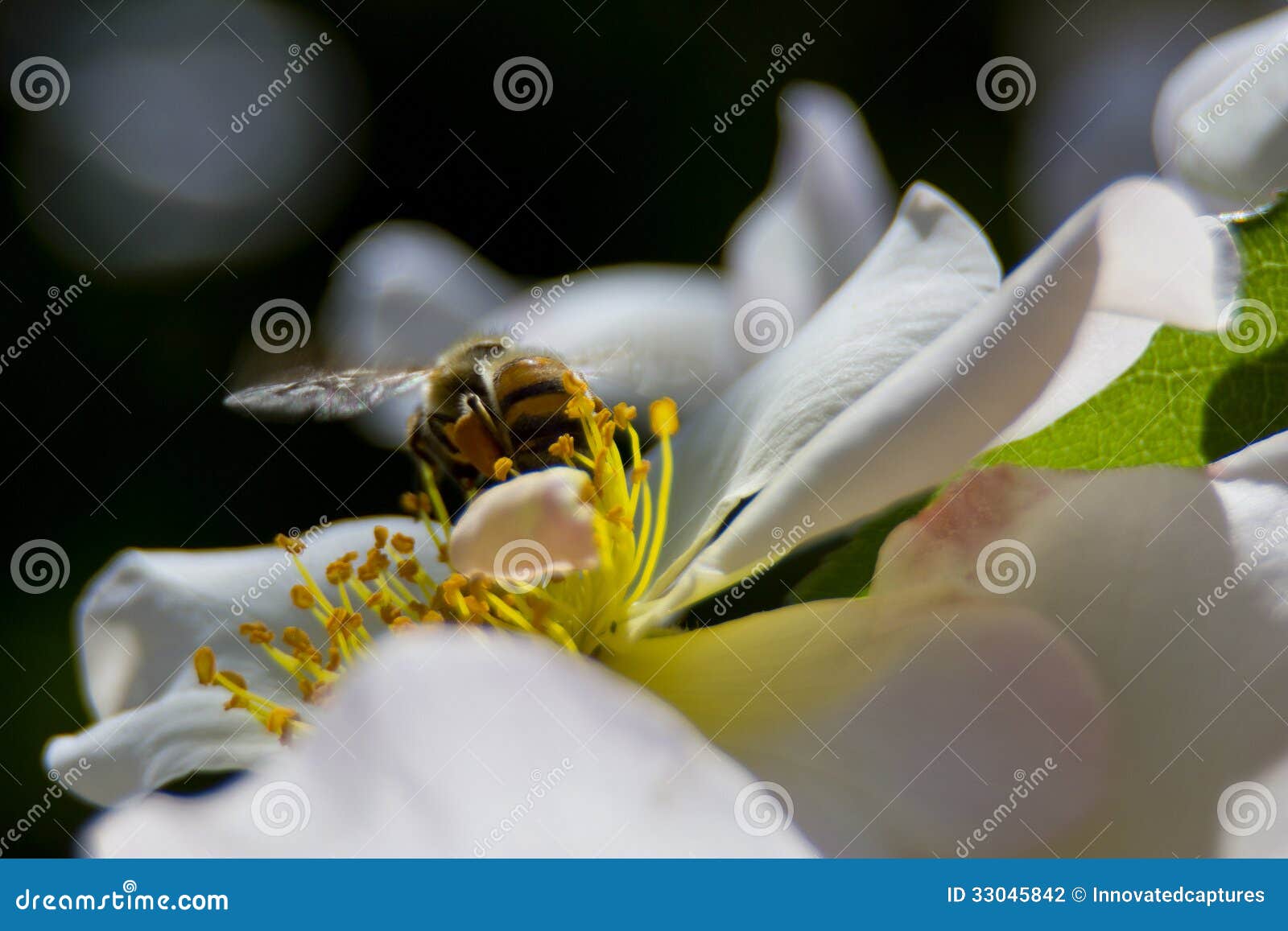 Bee Feeding on Nectar stock photo. Image of animal, botany - 33045842