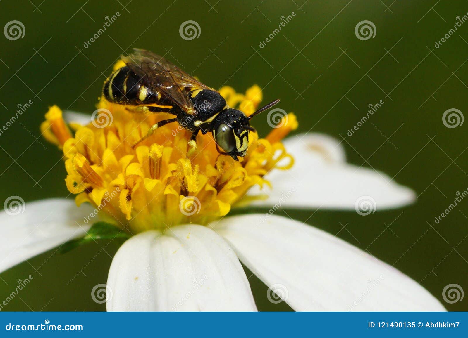 Bee visiting a flower stock image. Image of pollination - 121490135