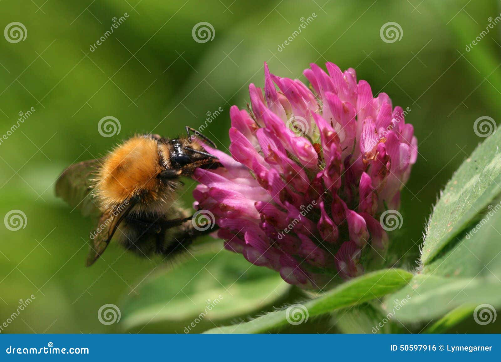 Bee Feeding on Red Clover Flower Stock Photo - Image of clover ...