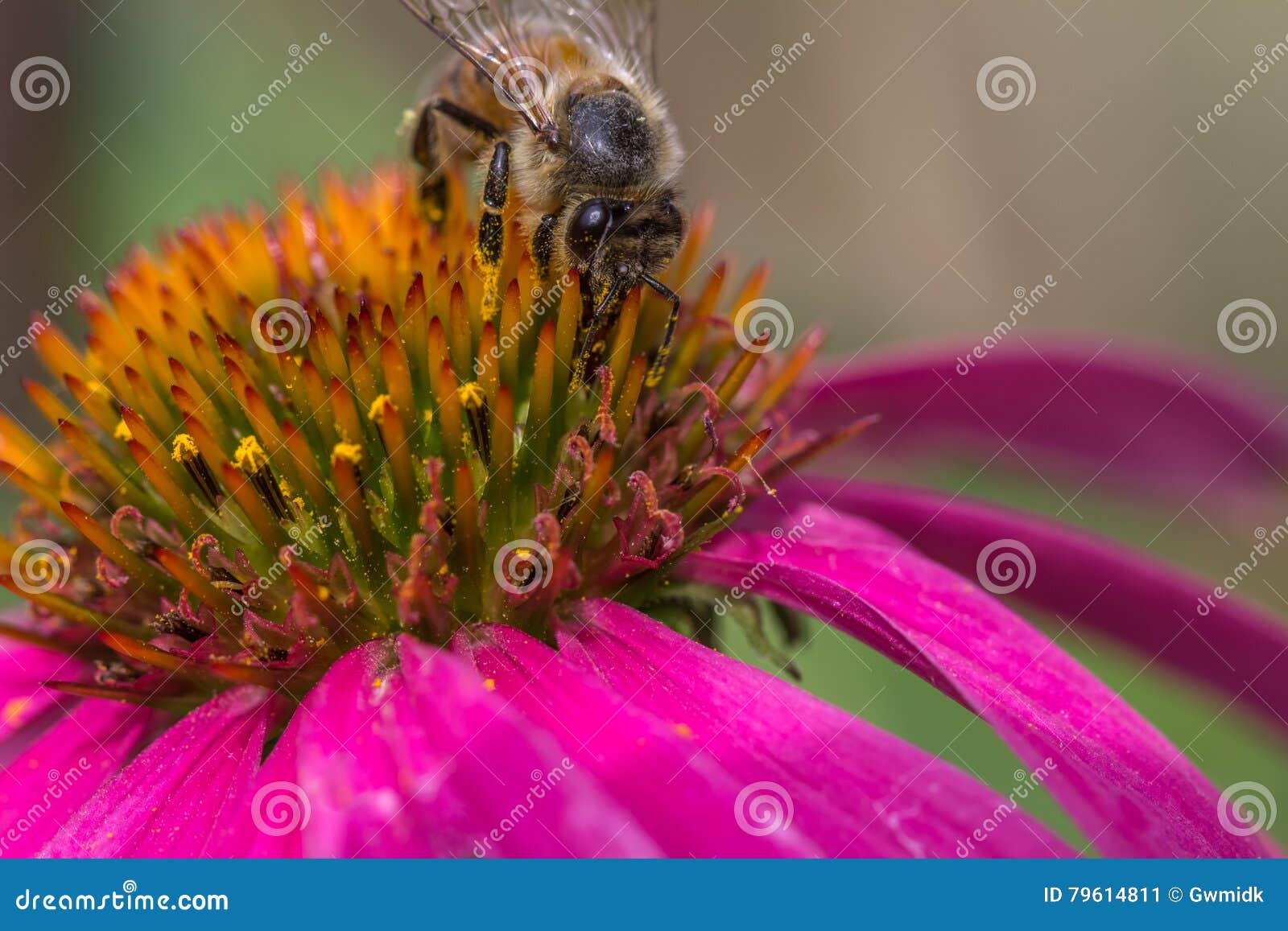 Bee feeding stock image. Image of inflight, flower, taking - 79614811