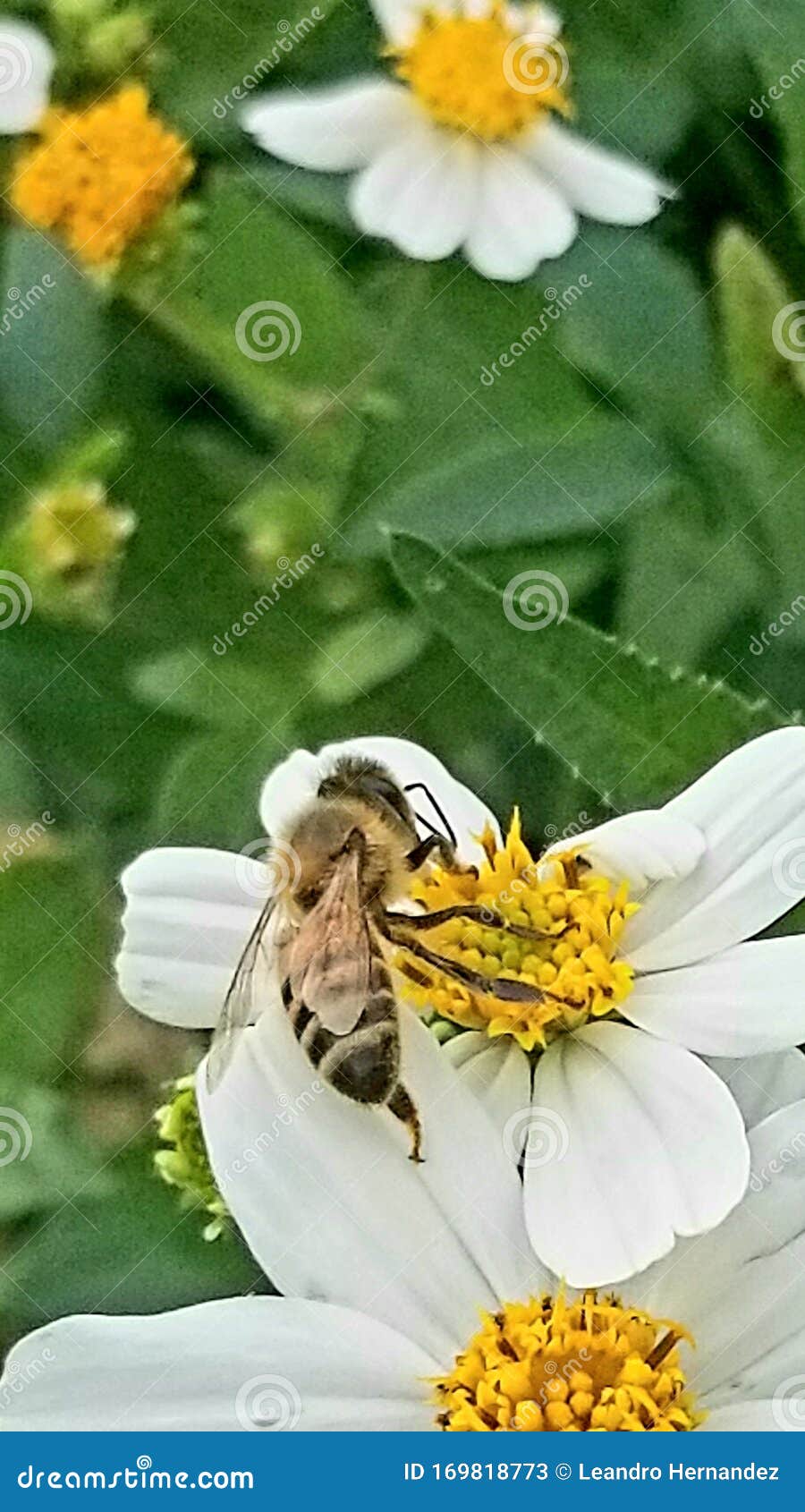A Bee Feeding on Wild Daisy Stock Image - Image of nectar, sting: 169818773