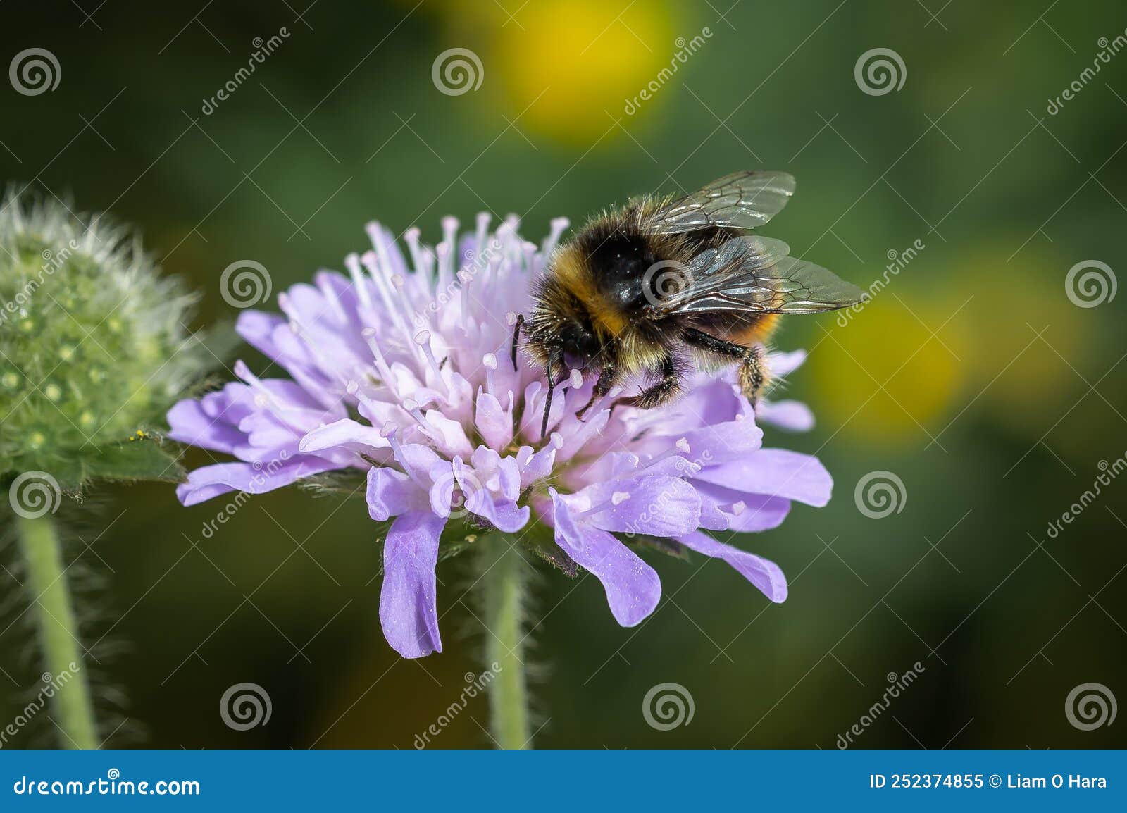 Bee Feeding from a Wild Scabious Flower. Stock Image - Image of helping ...