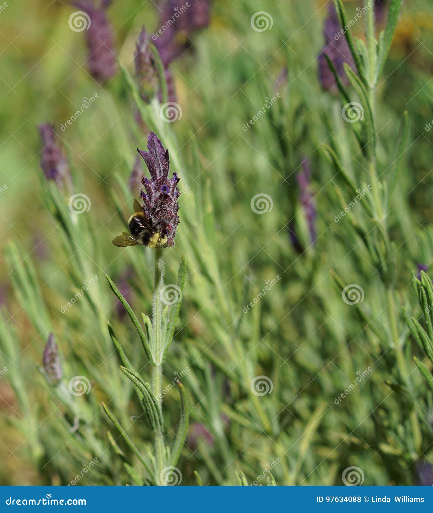 Bee Feeds on Lavender Nectar Stock Photo - Image of attract, northern ...