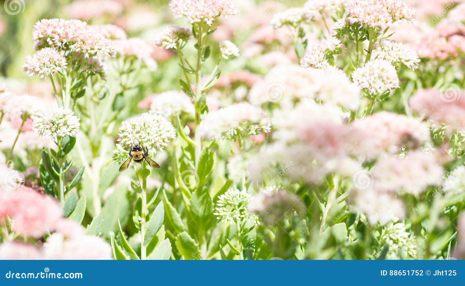 Bee in Field of Pink Flowers Stock Photo - Image of flower, field: 88651752
