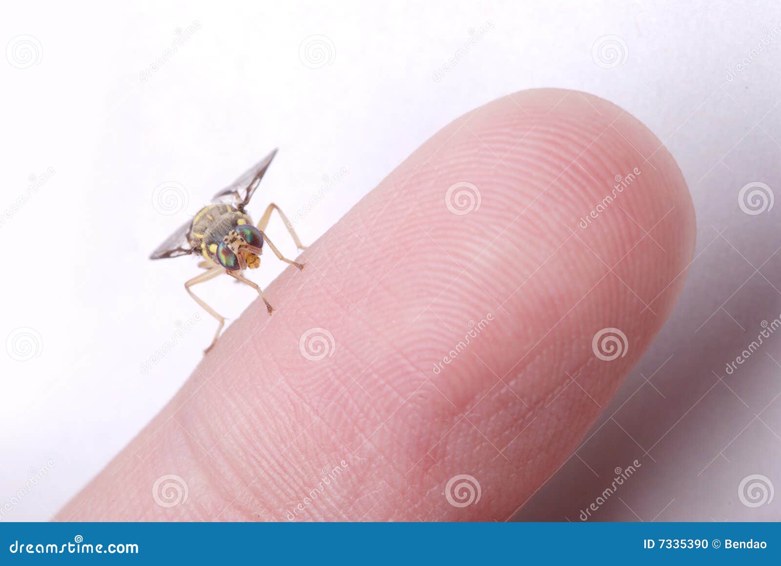 Bee on finger stock photo. Image of agriculture, hive - 7335390