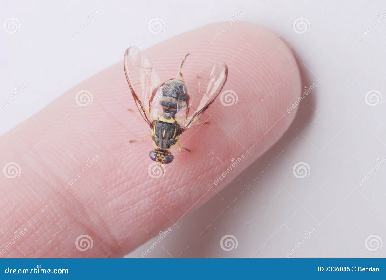 Bee on finger stock image. Image of finger, frame, pollen - 7336085