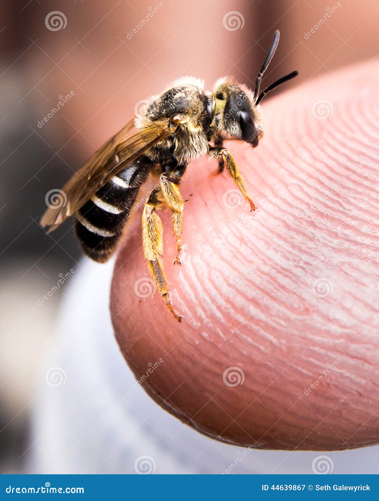 Bee of Finger stock image. Image of sitting, close, finger - 44639867