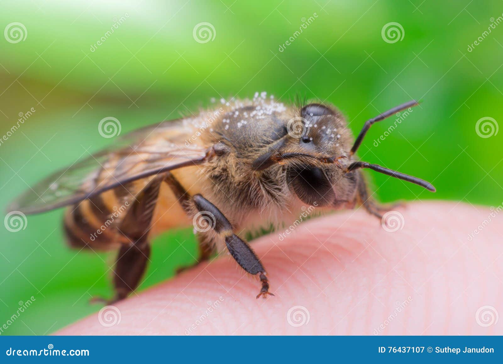 Bee on the Finger, Closeup of Photo Stock Image - Image of gardens ...