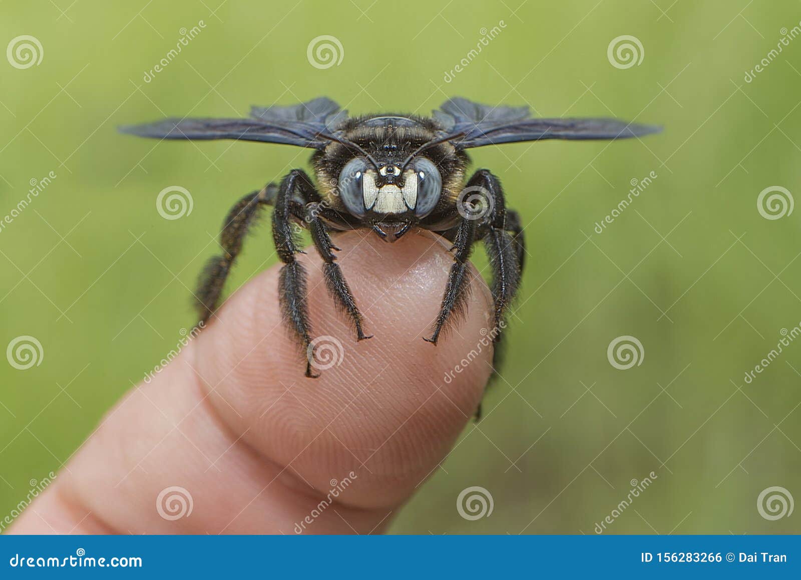 Bee on the finger stock photo. Image of street, hanoi - 156283266
