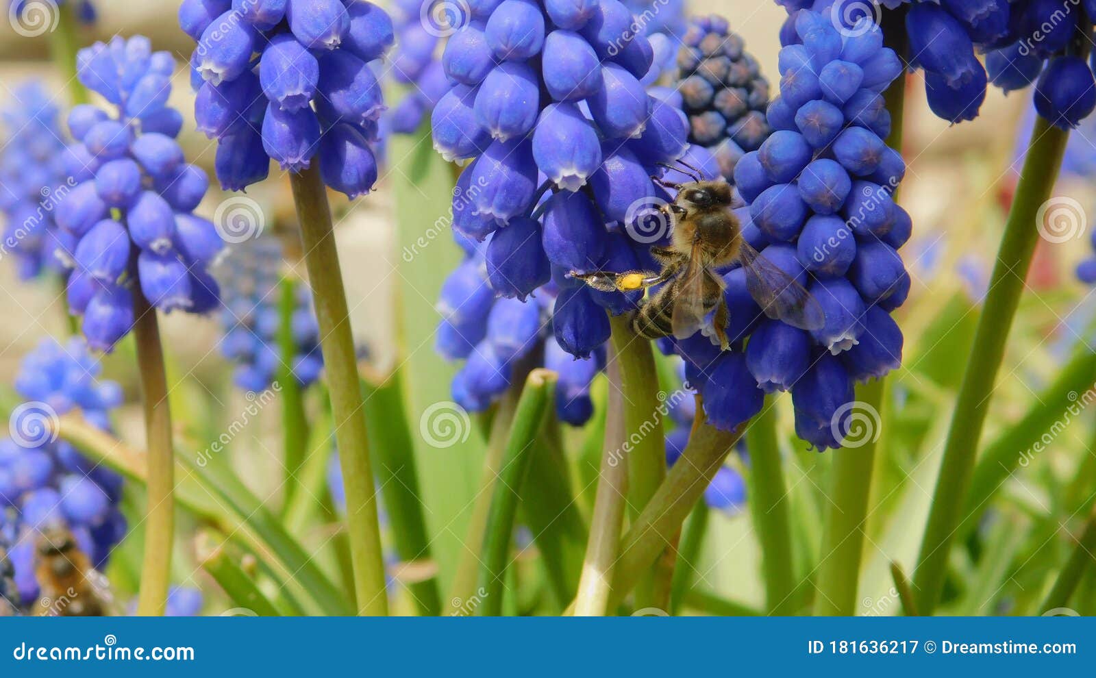 Bee on the flower stock image. Image of hyacinth, color - 181636217