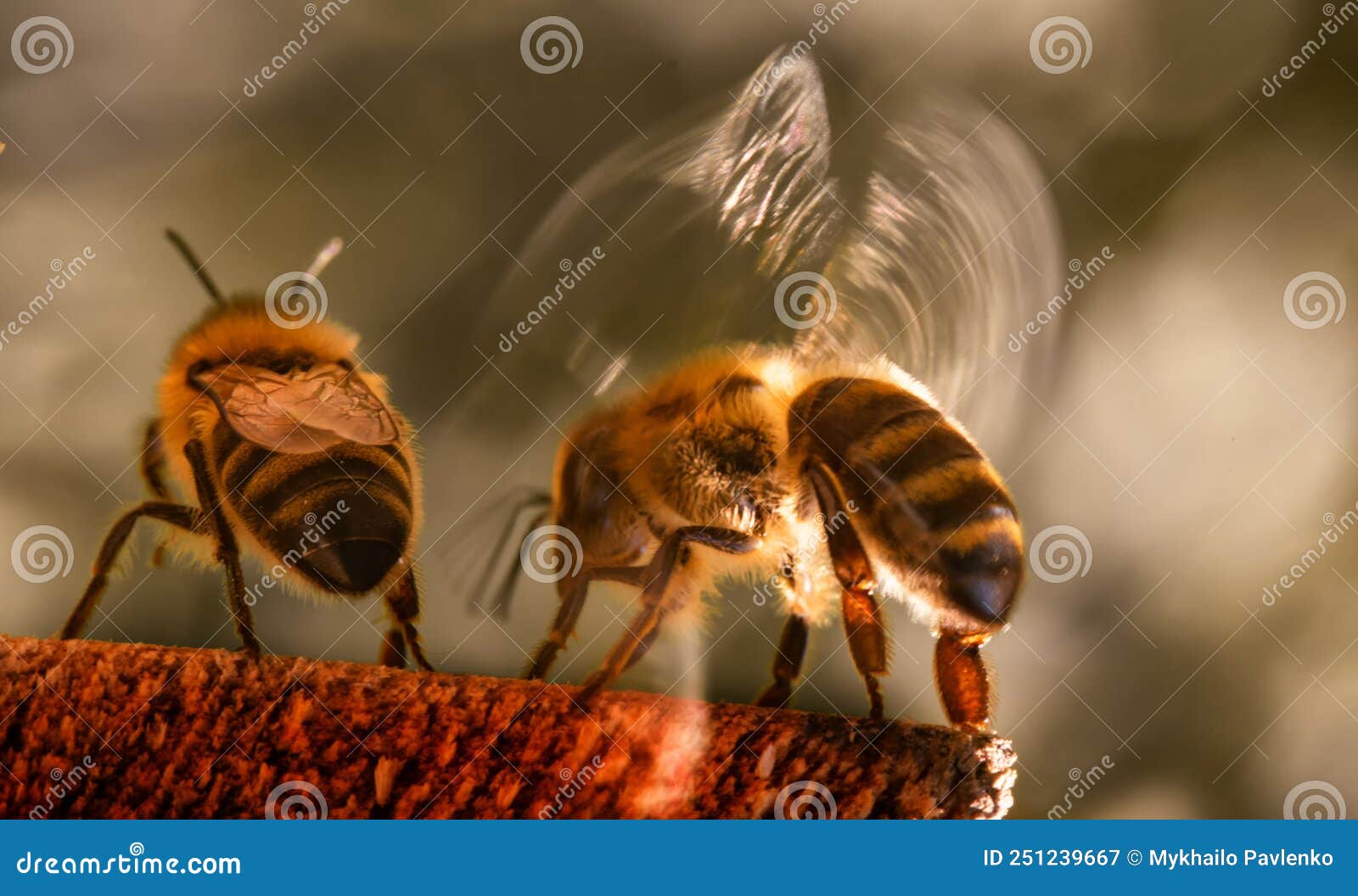 The Bee Flaps Its Wings, Cools the Hive Stock Image - Image of aroma ...