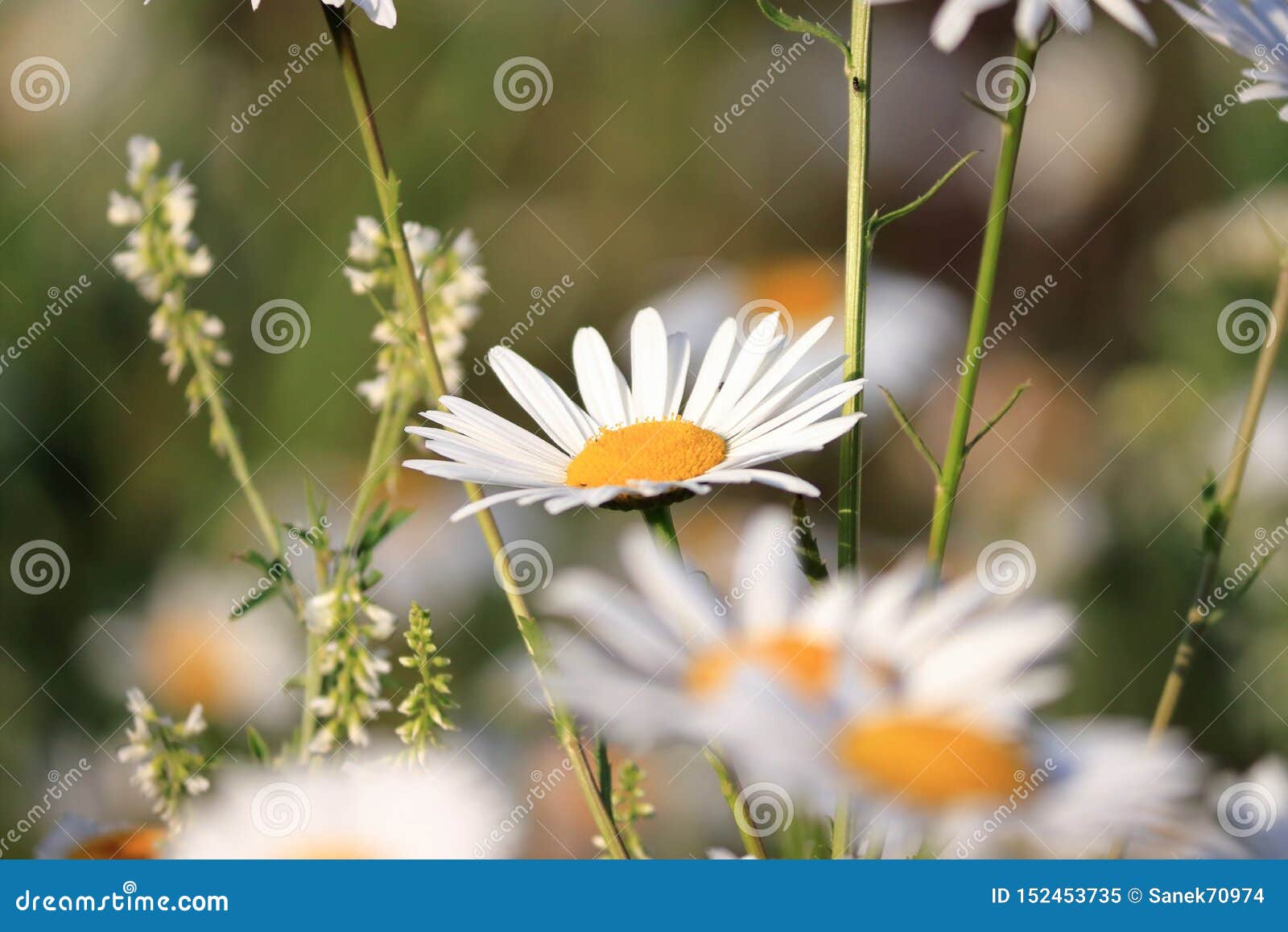 Bee on a flower field stock image. Image of close, garden - 152453735