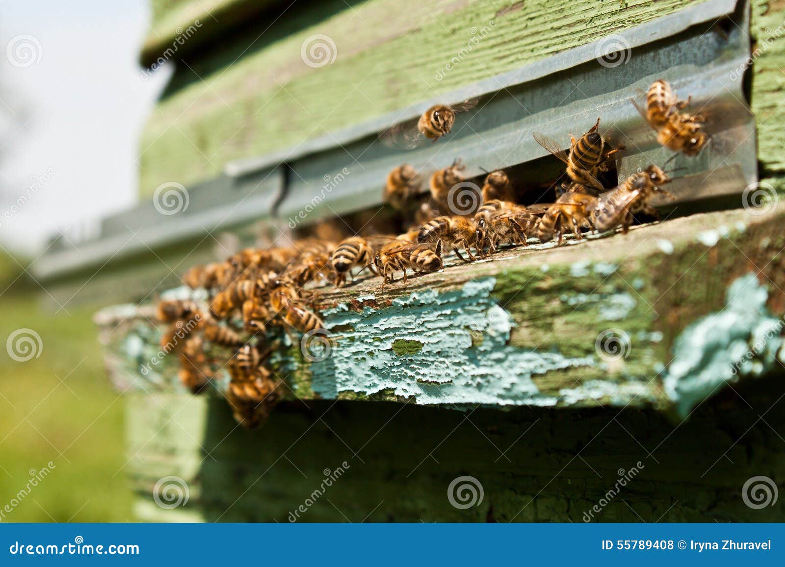 Bee stock photo. Image of black, brown, beekeeping, isolate - 55789408