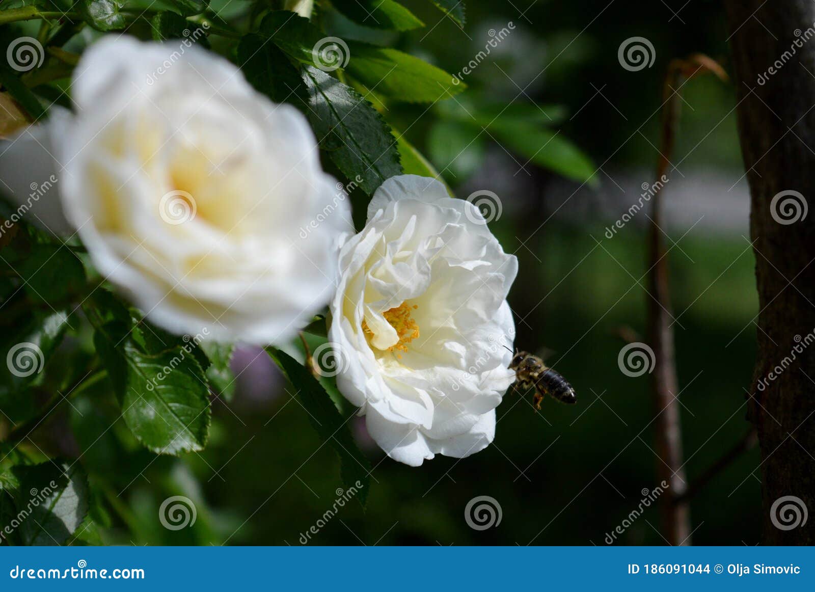 Bee Flies Towards a White Rose Stock Photo - Image of rose, flower ...