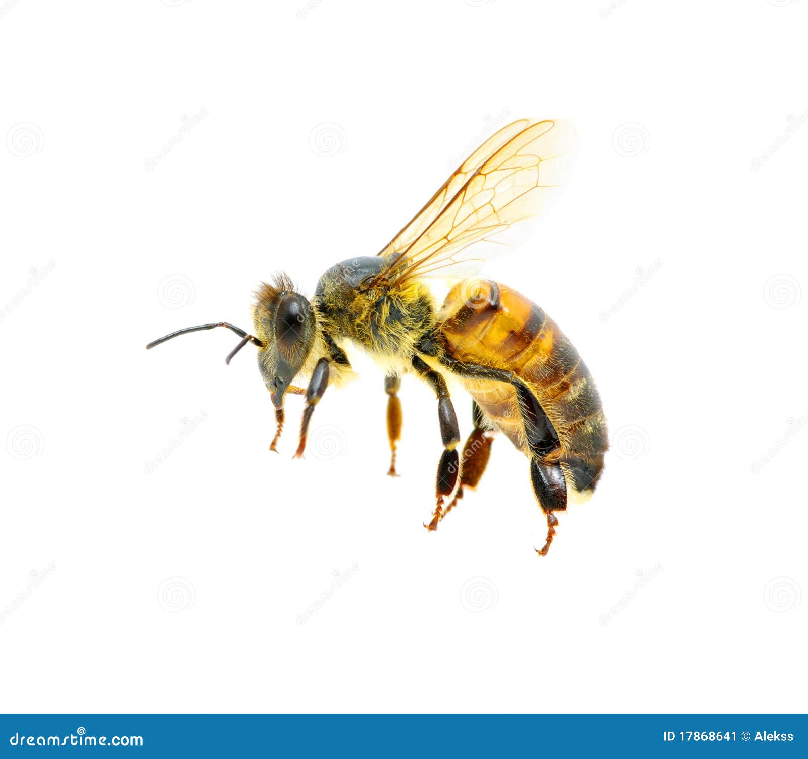 Bee in flight stock image. Image of fluffy, antenna, wing - 17868641