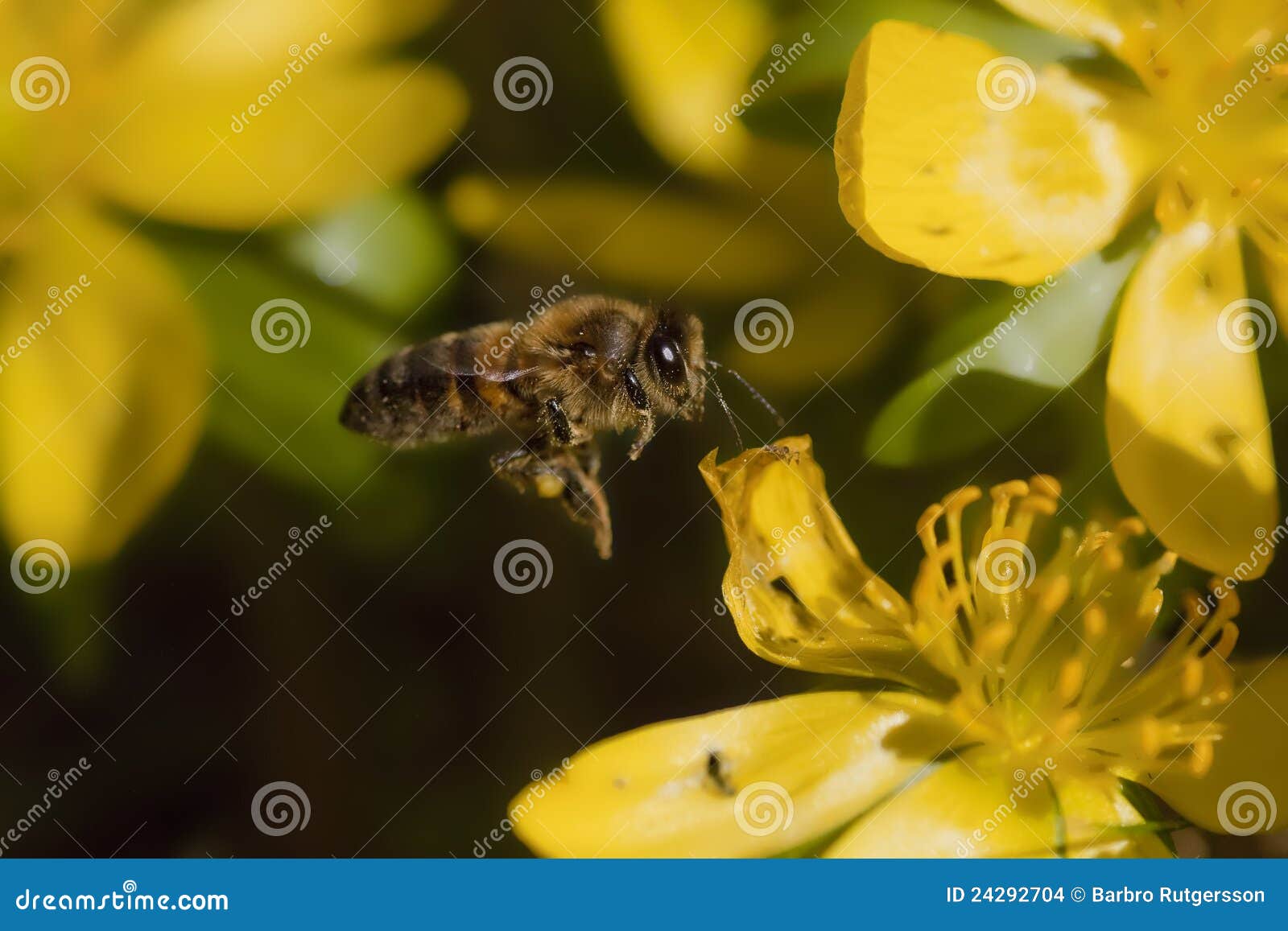 Bee in flight stock photo. Image of animal, animals, bees - 24292704