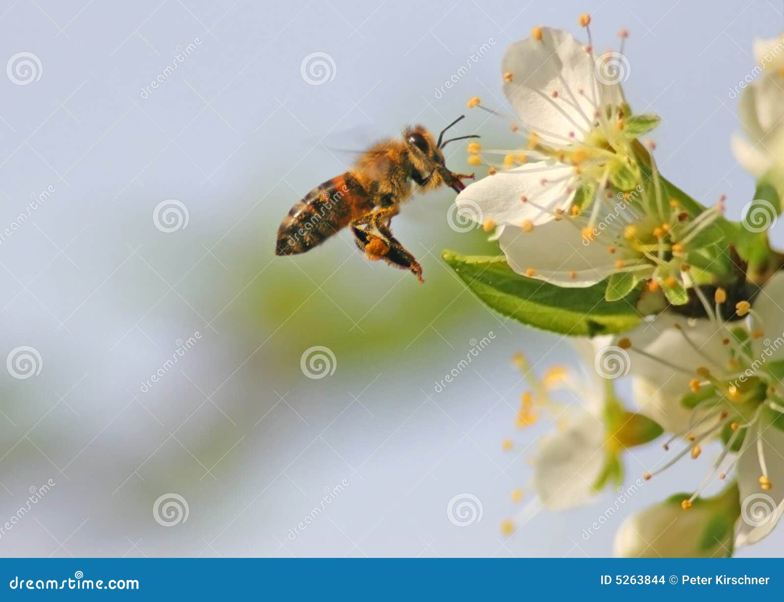 Bee in Flight stock photo. Image of bloom, macro, honey - 5263844