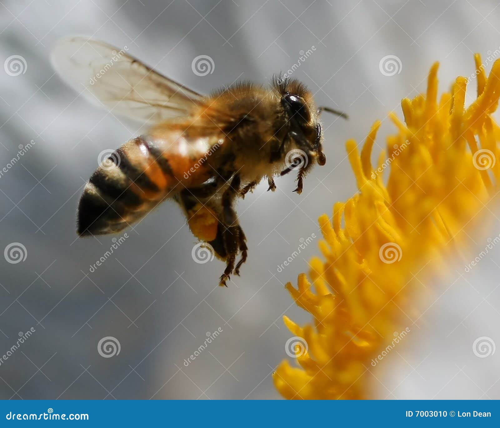 Bee in Flight stock photo. Image of honey, green, blossom - 7003010
