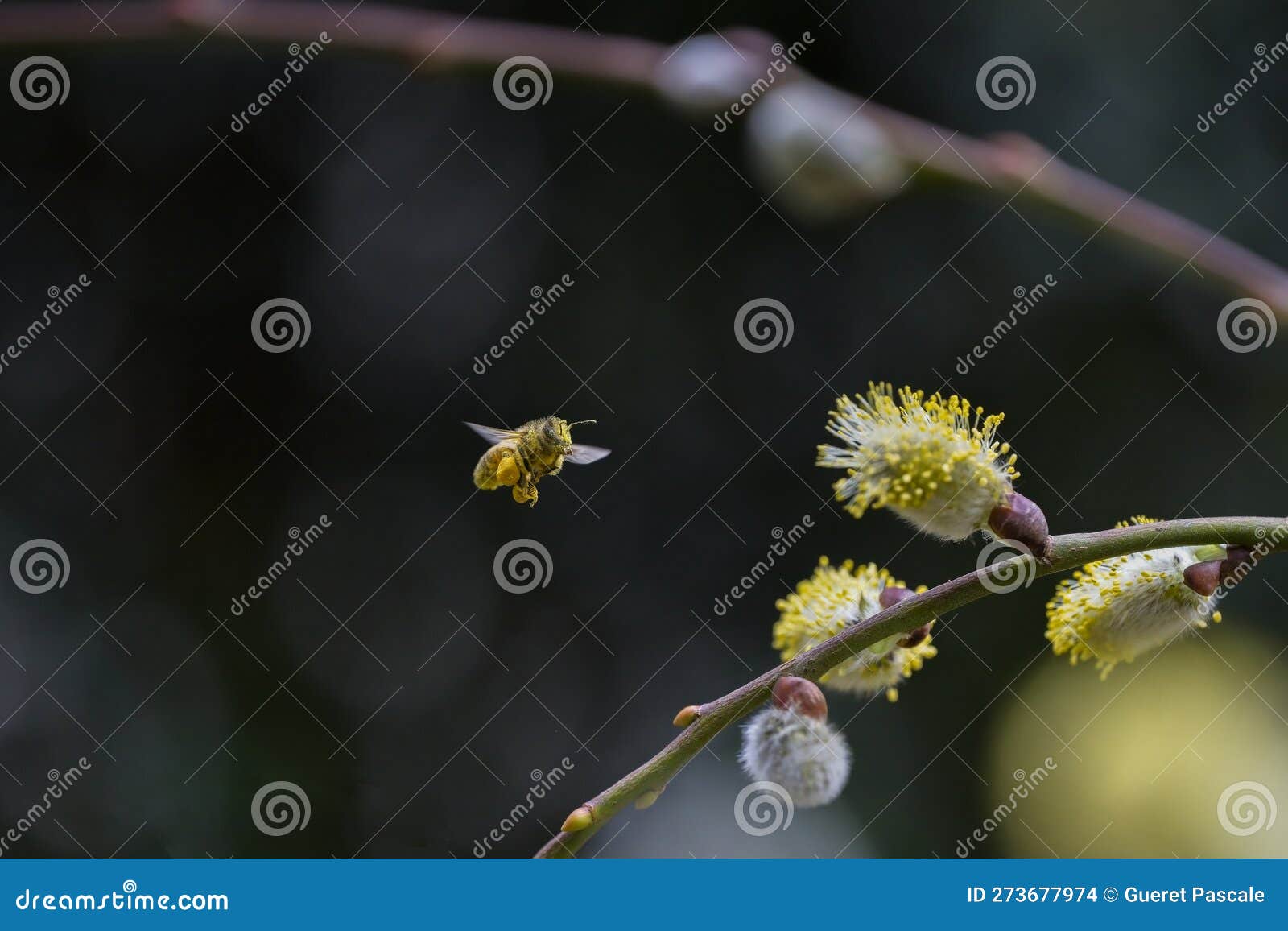 A Bee in Flight, Covered with Pollen Stock Photo - Image of goat, black ...