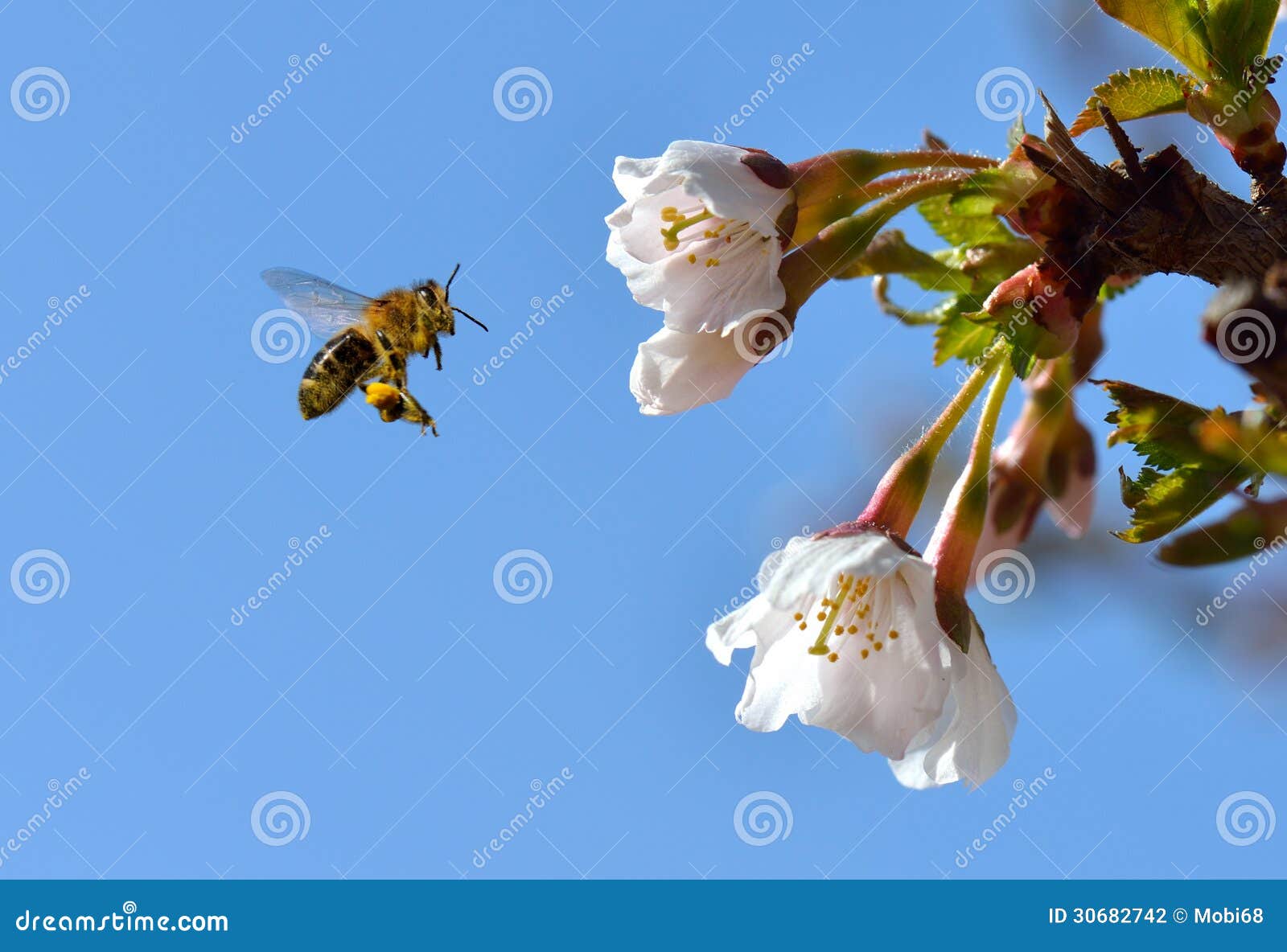Bee in Flight stock photo. Image of yellow, insect, nectar - 30682742