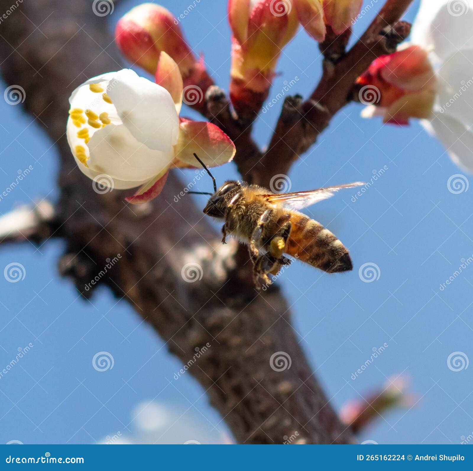 A Bee in Flight on a Fruit Tree Flower in Spring. Stock Photo - Image ...