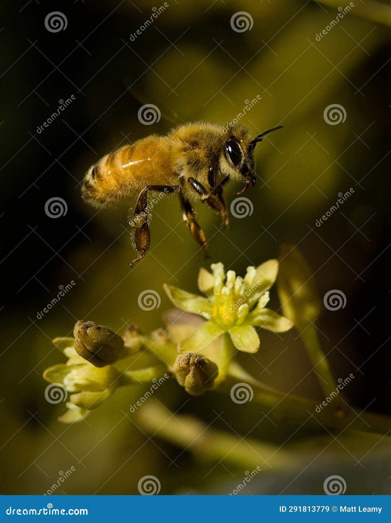 Bee in flight stock image. Image of orchard, environment - 291813779