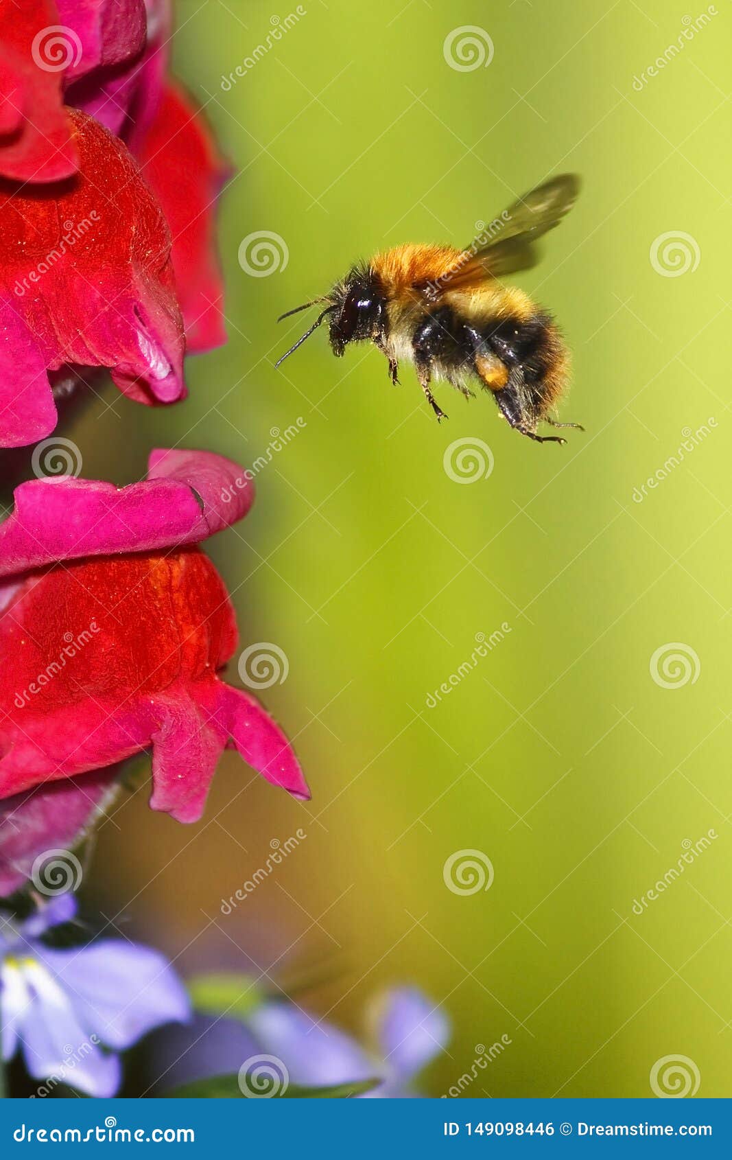 Bee in flight stock photo. Image of flight, card, pollen - 149098446