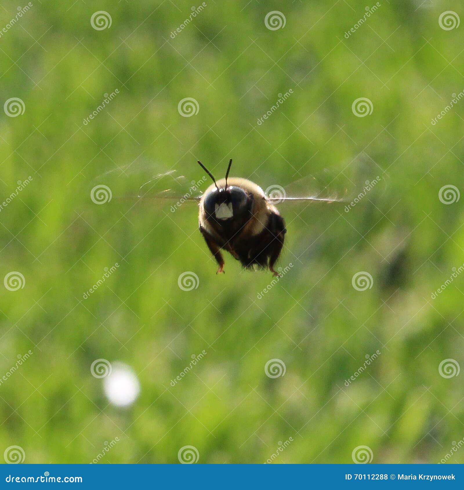Bee stock photo. Image of nature, scenery, flight, landscape - 70112288