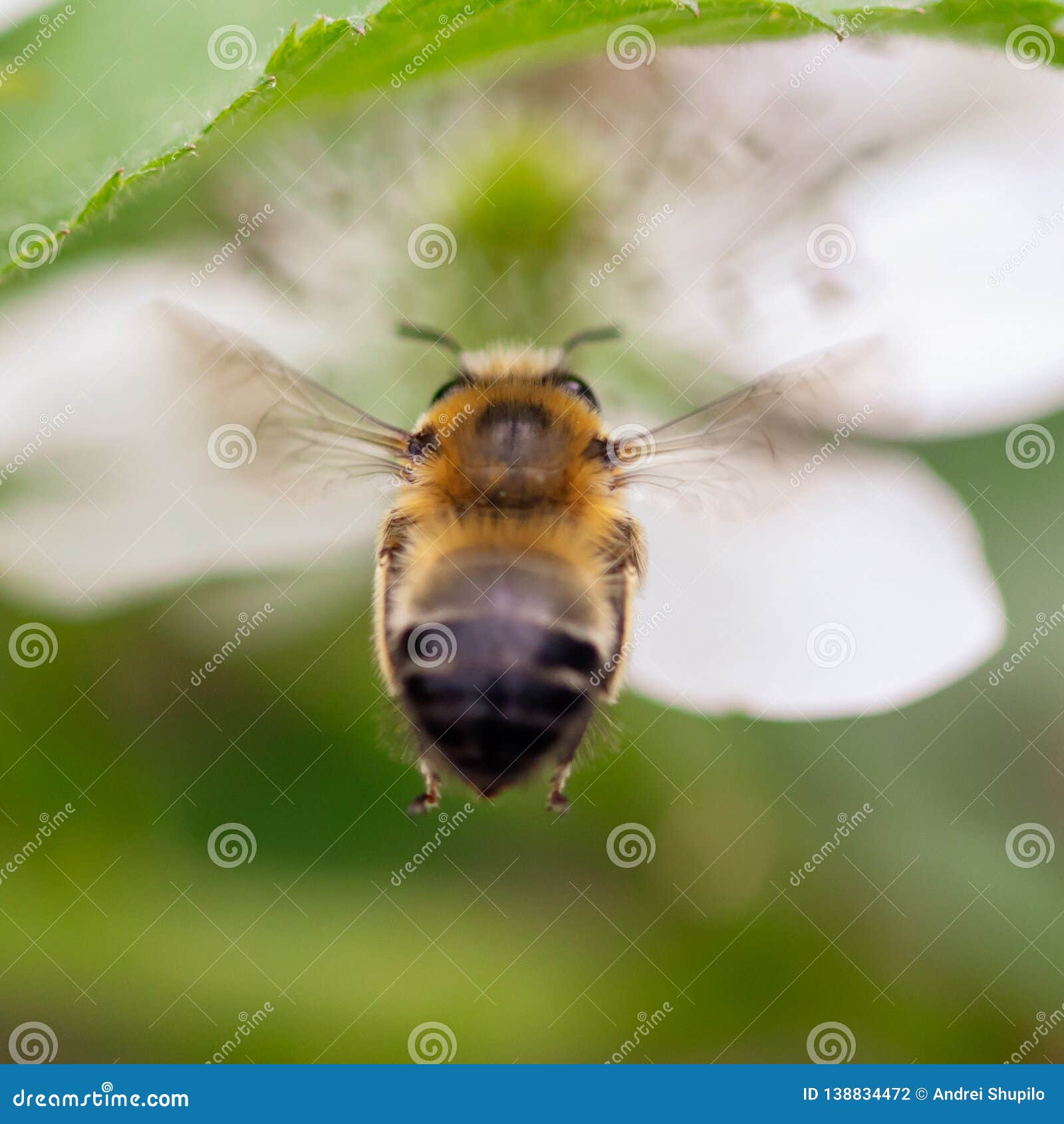 Bee in flight on nature. stock photo. Image of cartoon - 138834472