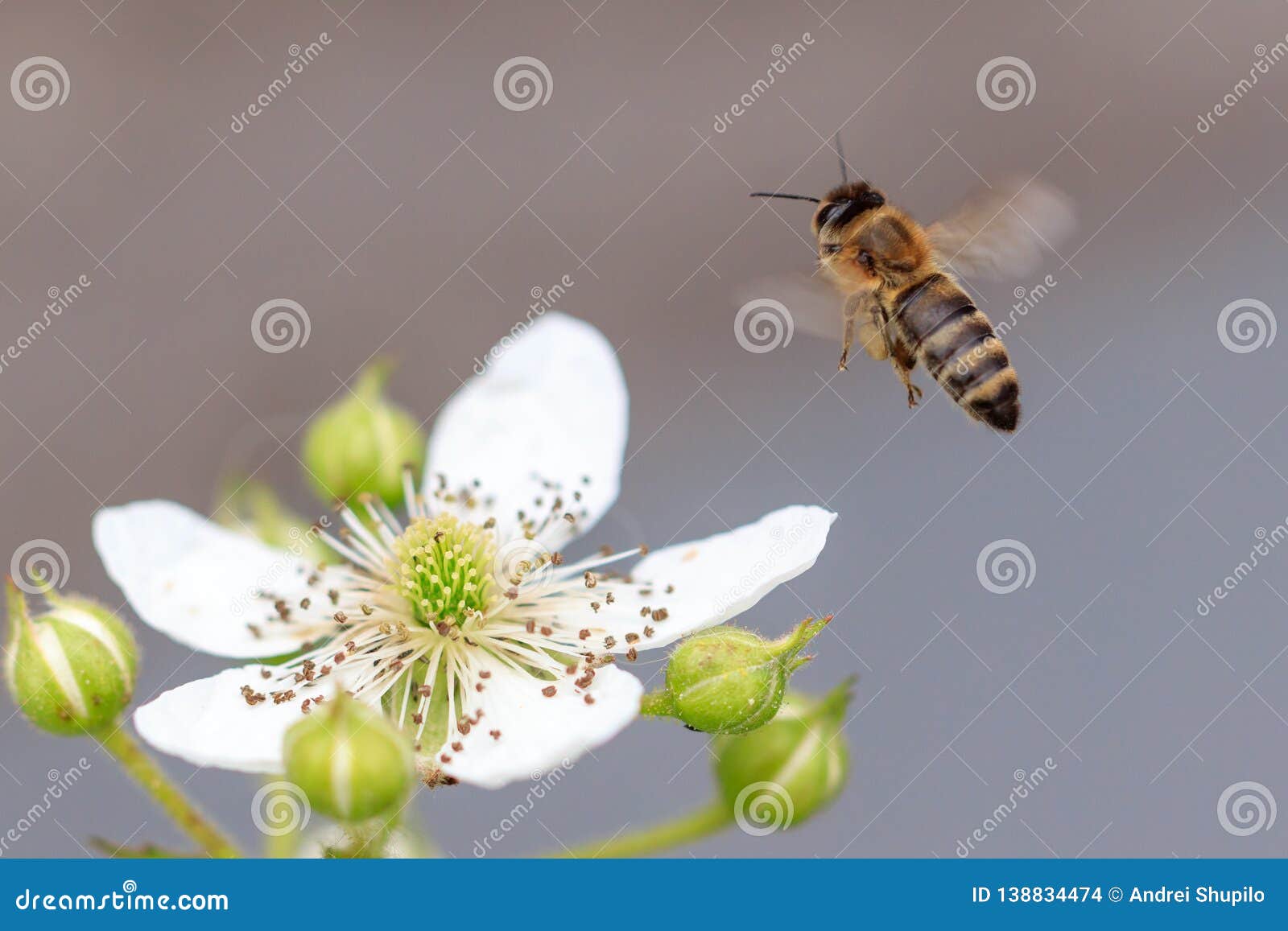 Bee in flight on nature. stock photo. Image of character - 138834474