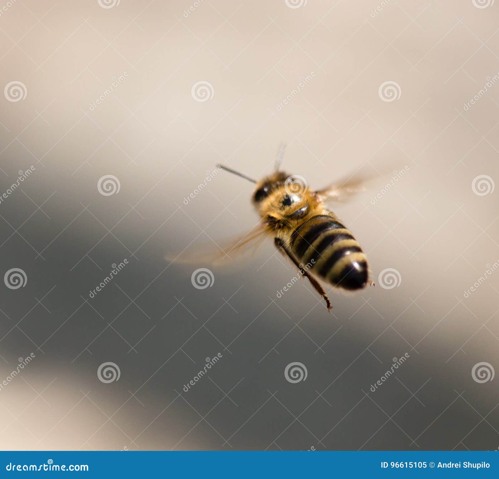 Bee in flight in nature stock image. Image of honey, insect - 96615105