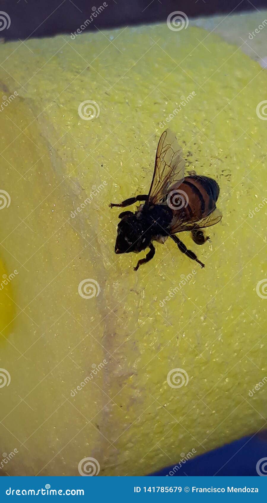 Bee at float live saver. stock image. Image of saver - 141785679