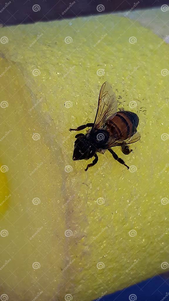 Bee at float live saver. stock image. Image of saver - 141785679